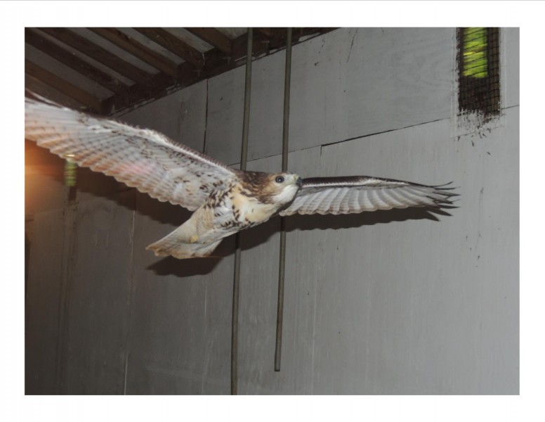 New Page | Wildlife Recovery Association